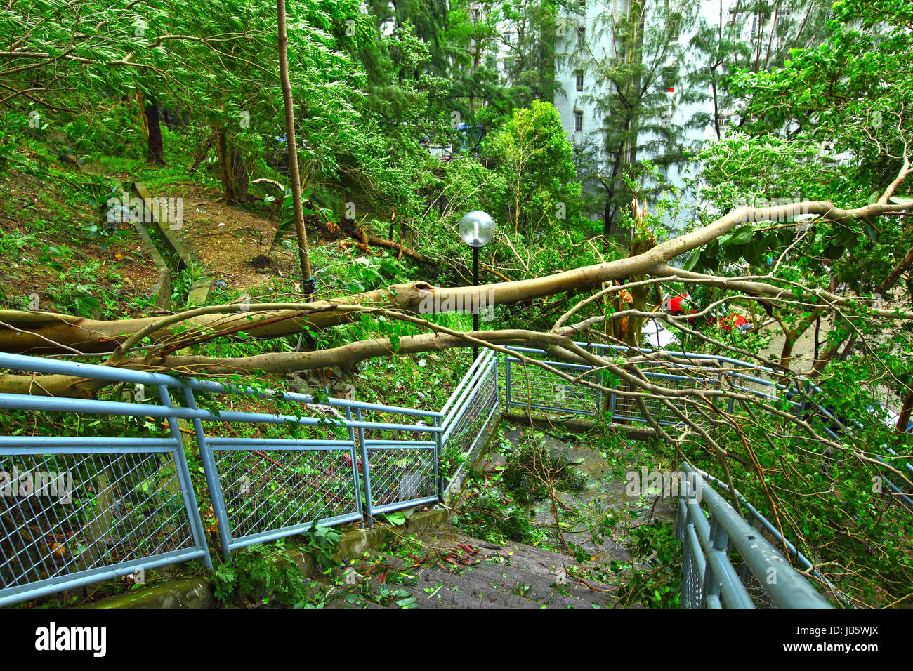 Tree collapse after typhoon Stock Photo - Alamy