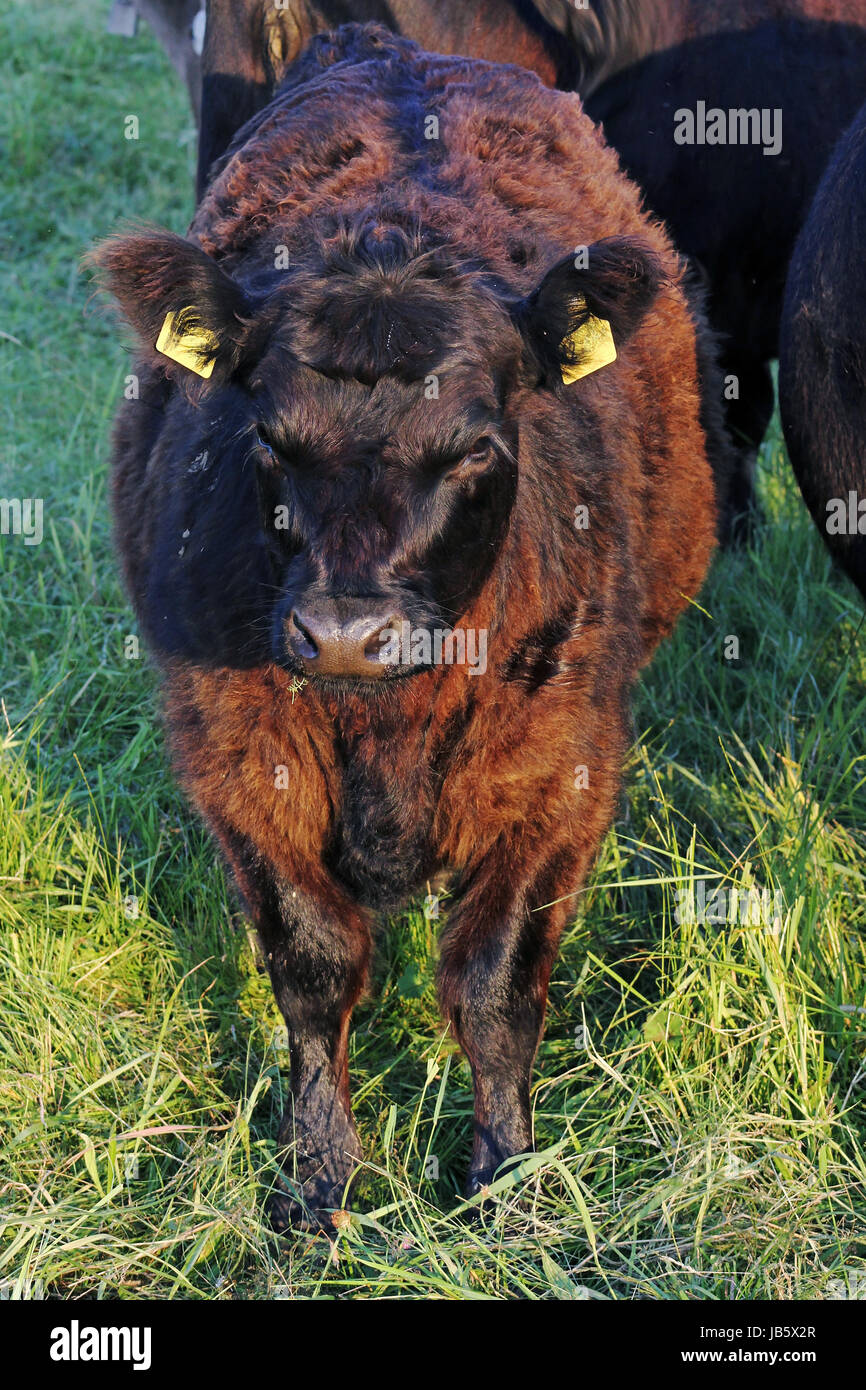 Dexterkuhe hi-res stock photography and images - Alamy