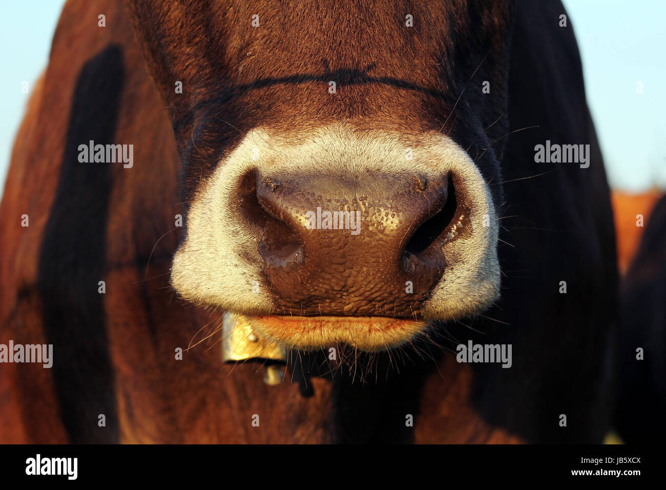 Feuchte nase hi-res stock photography and images - Alamy