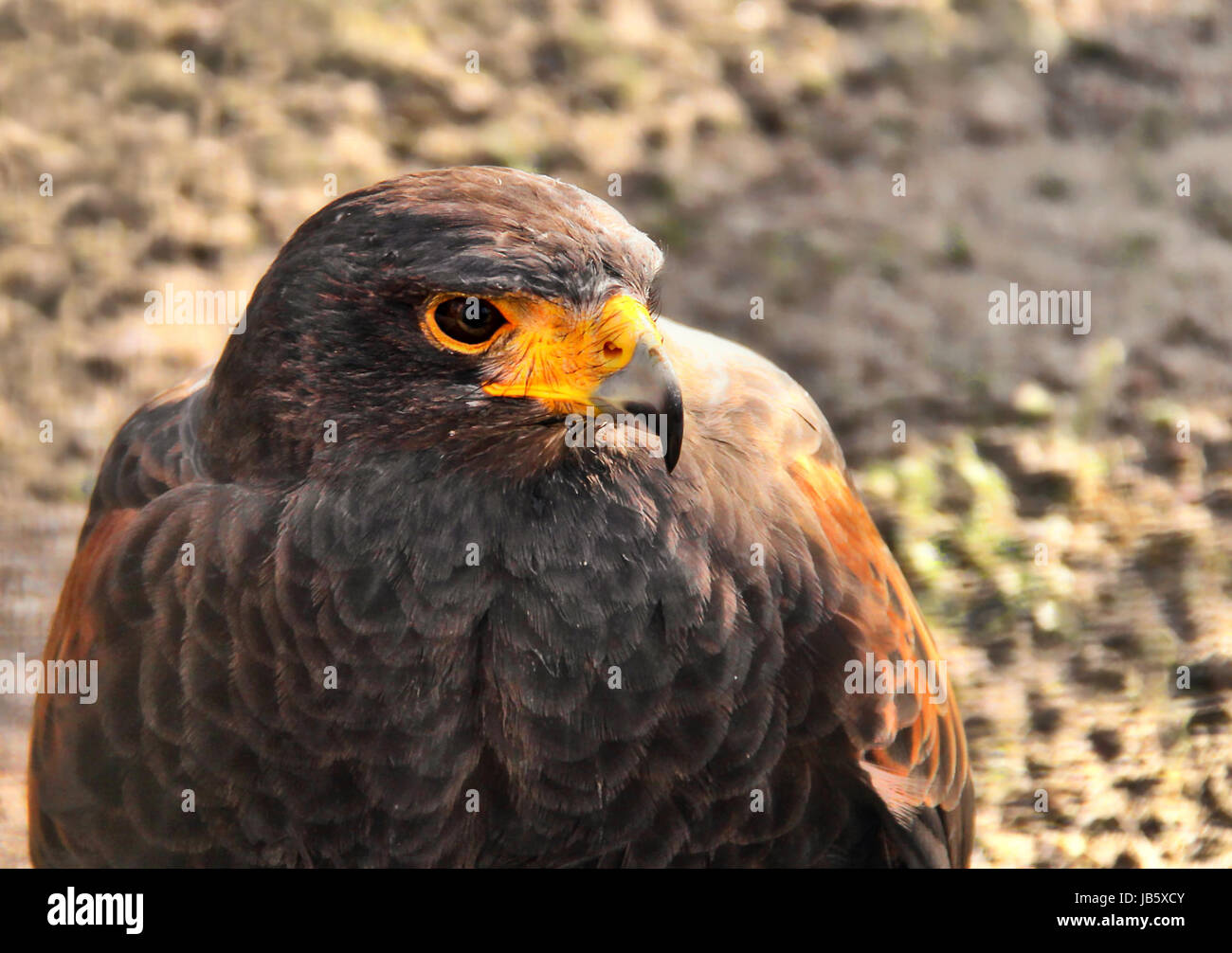 harris hawk parabuteo unicinctus Stock Photo - Alamy