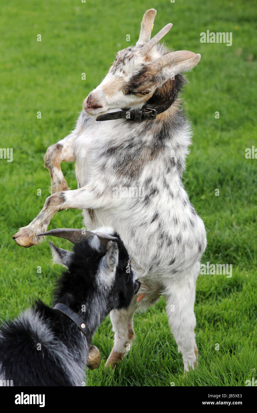 Two goats goat fight fighting hi-res stock photography and images - Alamy