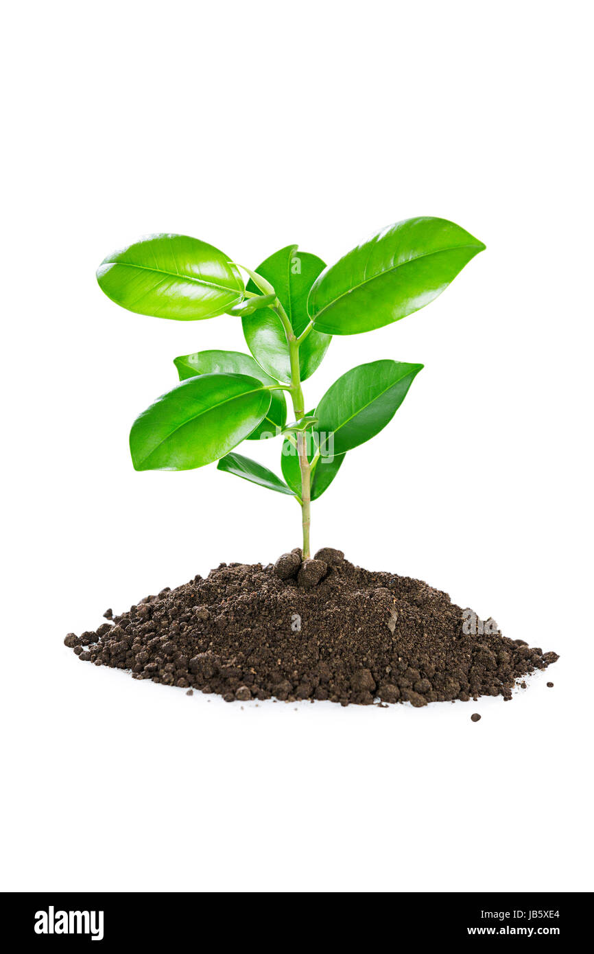 Environmental-concern New Beginning Nobody Plant-life Planting Stock ...