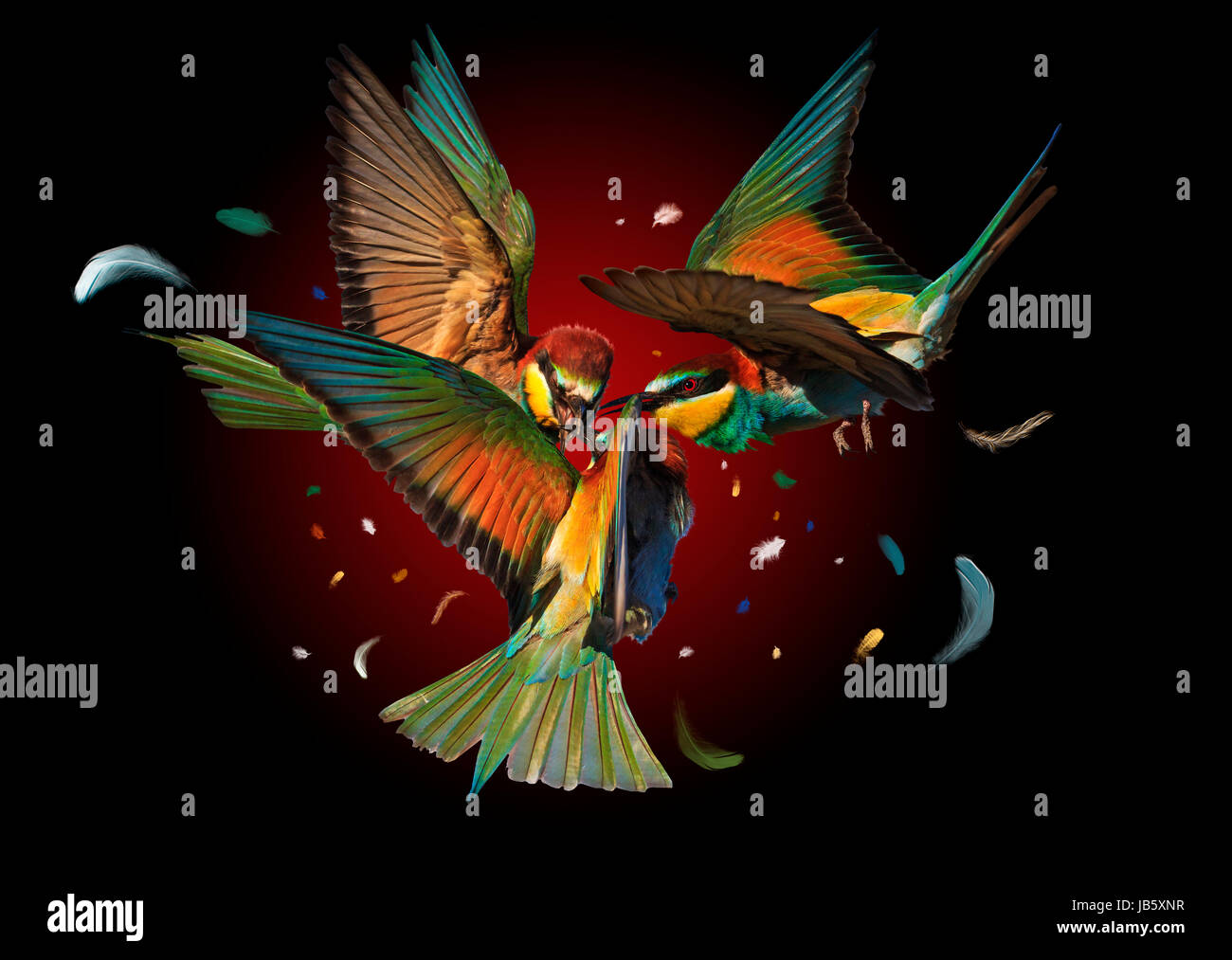 colored birds fighting in the air colored feathers flying in different ...