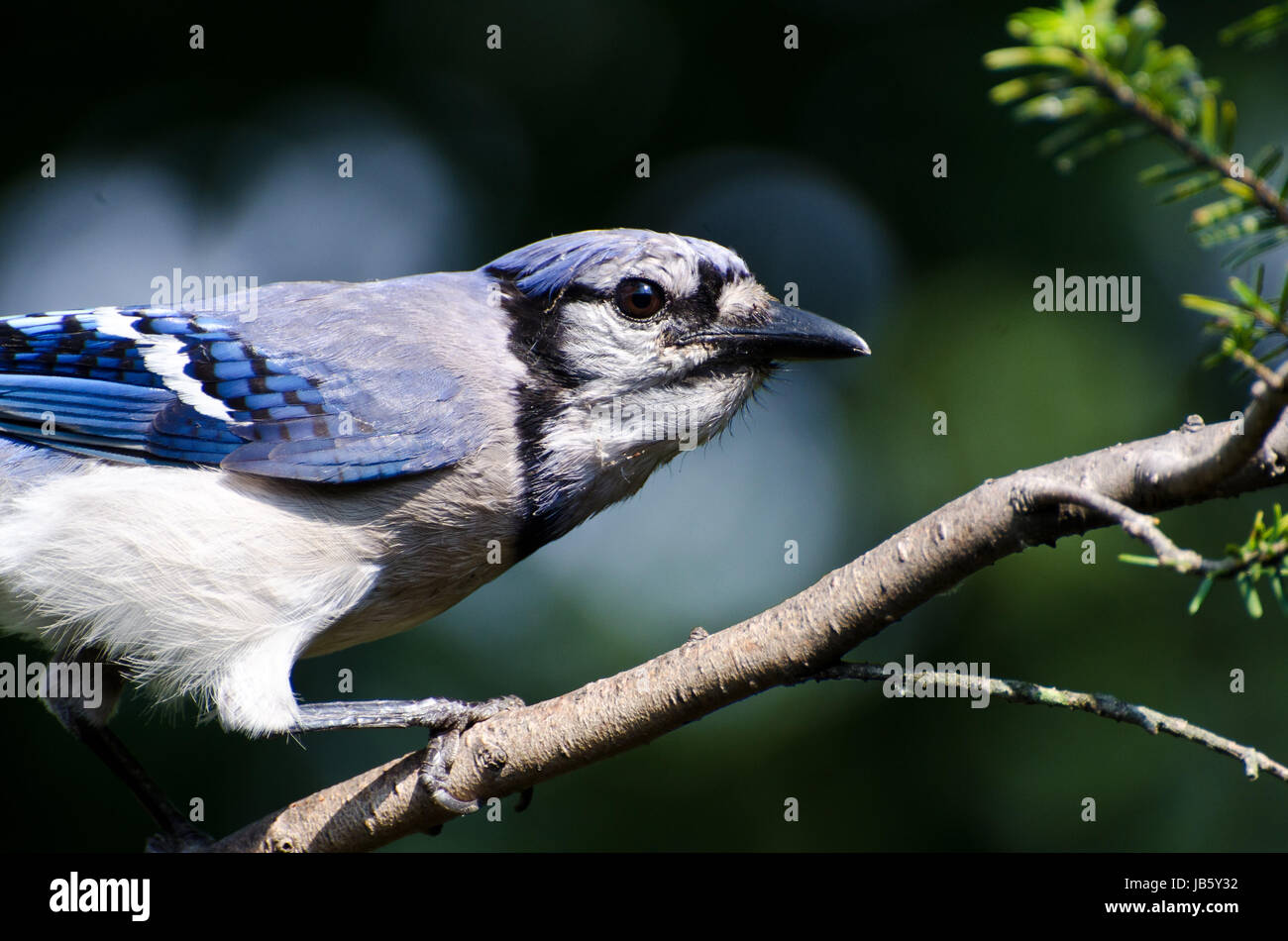 Blue Jay Profile Stock Photo - Alamy