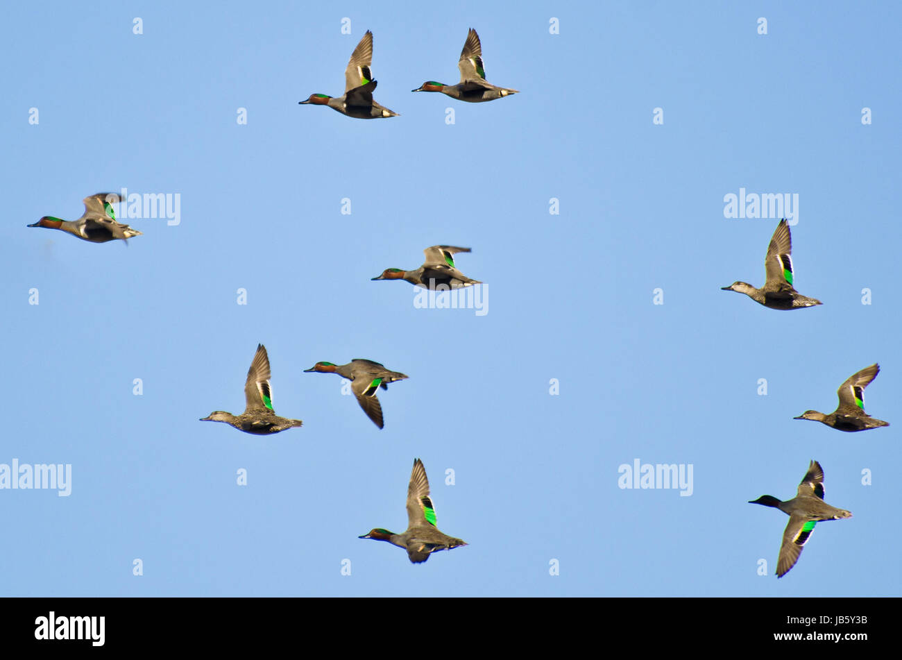 Female green winged teal in flight hi-res stock photography and images ...