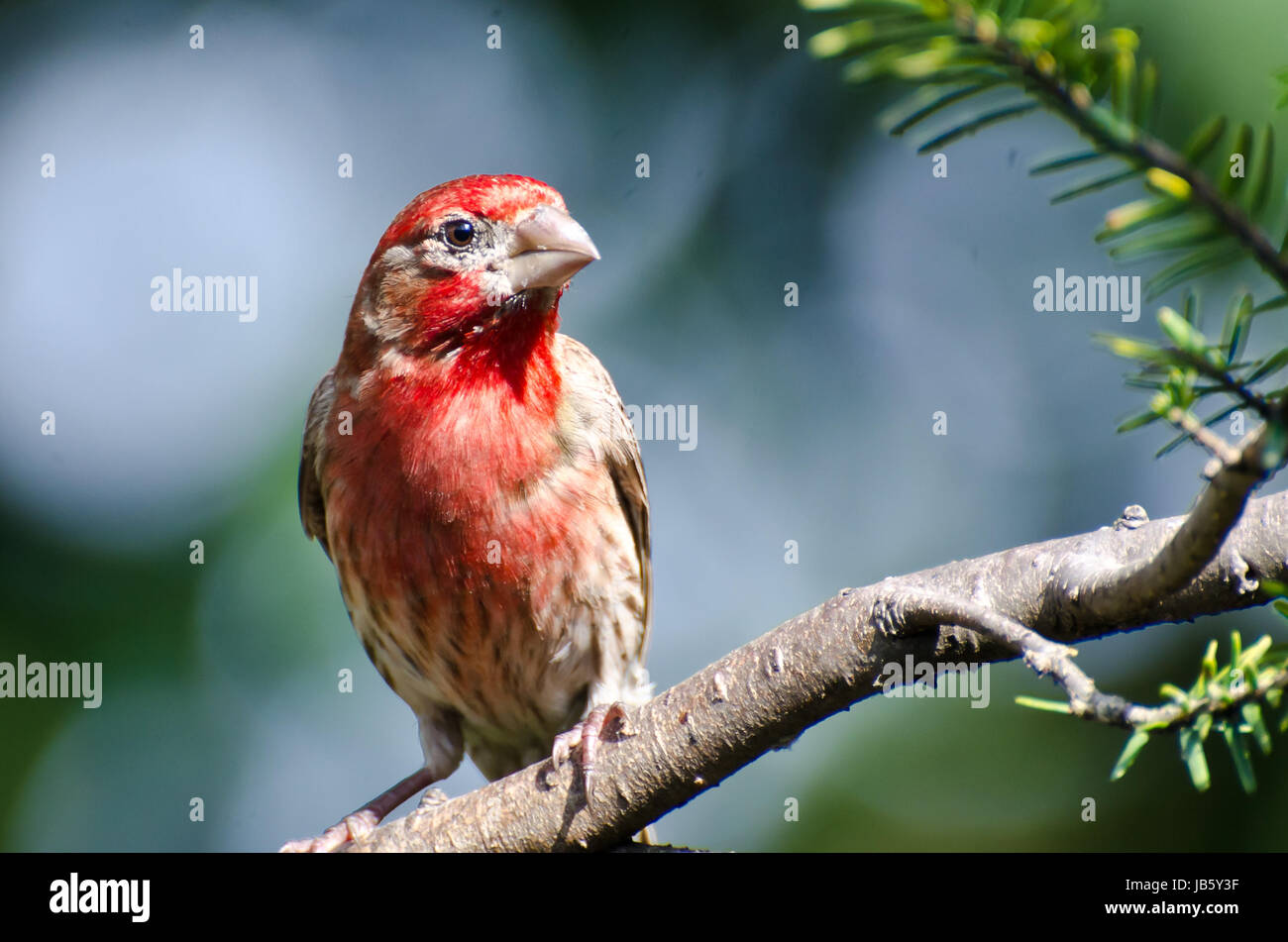 House finch resting hi-res stock photography and images - Alamy