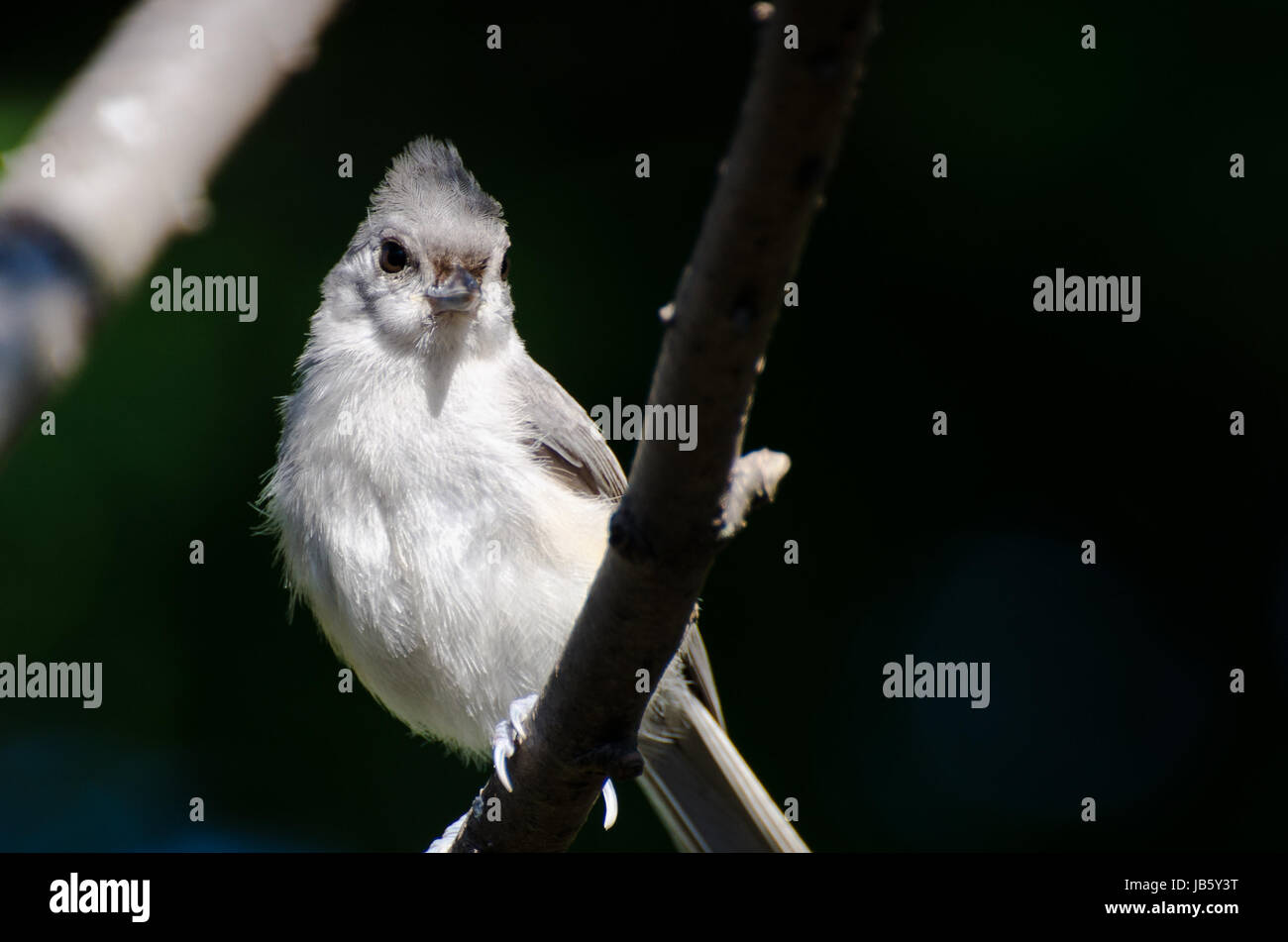 Cap titmouse hi-res stock photography and images - Alamy