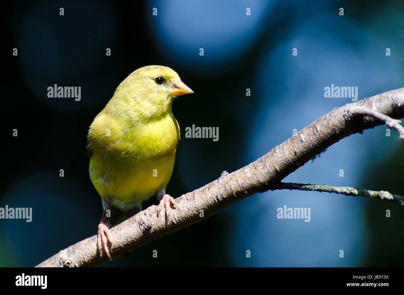 Female American Goldfinch Against A Blue Background Stock Photo - Alamy