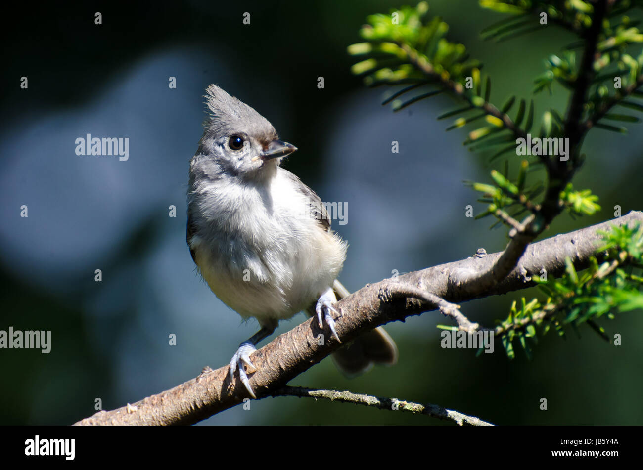 Cap titmouse hi-res stock photography and images - Alamy