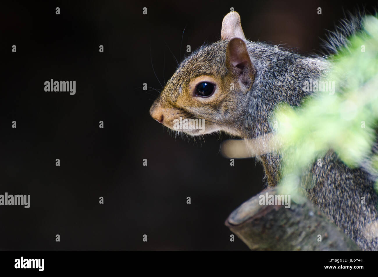 Profile of a Resting Squirrel Stock Photo - Alamy
