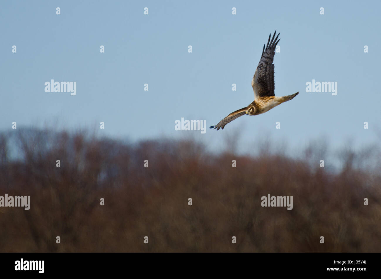 Northern Harrier Flying over the Marsh Stock Photo - Alamy