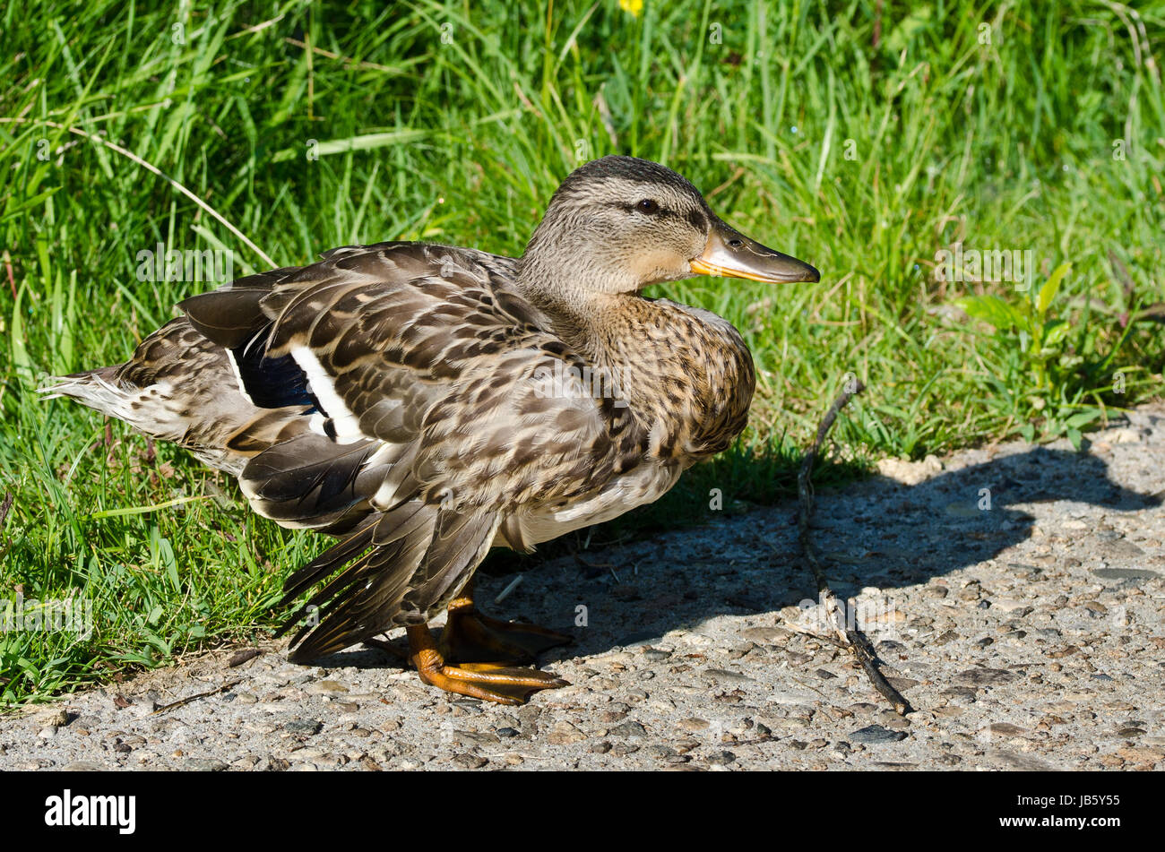 Injured Female Mallard Duck Stock Photo - Alamy