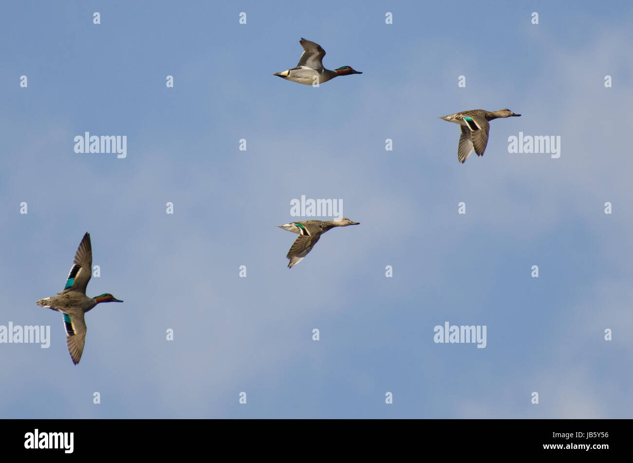 Female green winged teal in flight hi-res stock photography and images ...