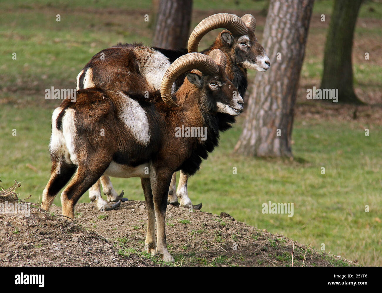 Mouflon corsica hi-res stock photography and images - Alamy