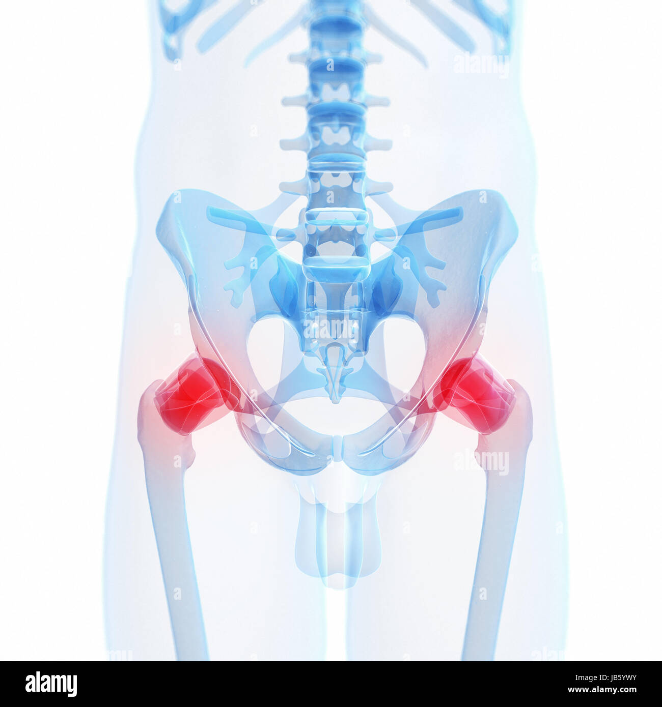 Hip joint healthy hi-res stock photography and images - Alamy