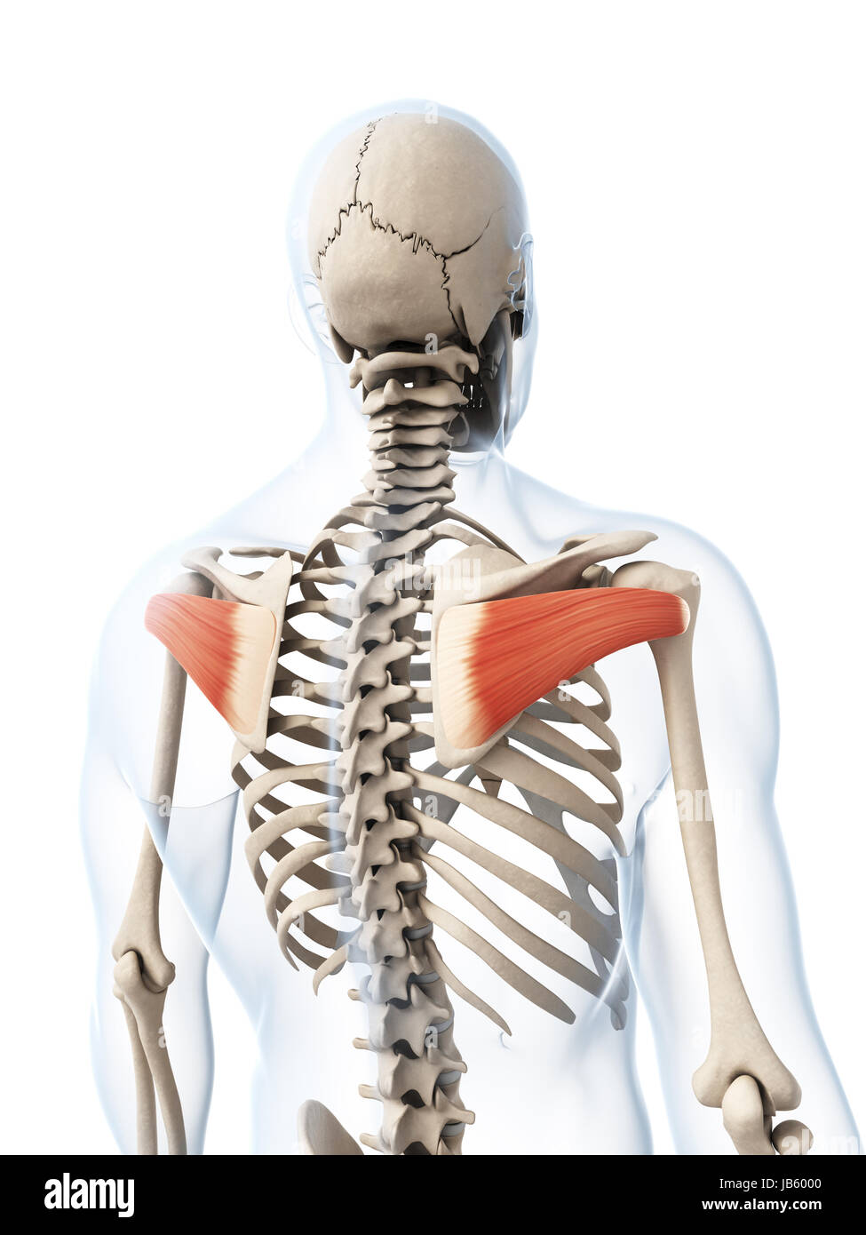 Infraspinatus Muscle