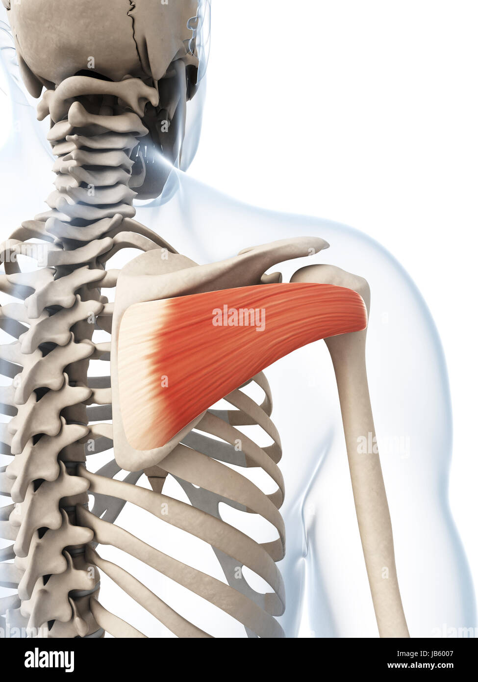 Infraspinatus hi-res stock photography and images - Alamy