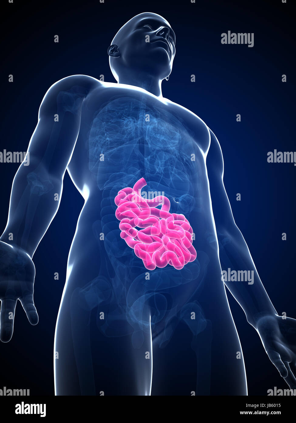 3d rendered illustration of the male small intestine Stock Photo - Alamy