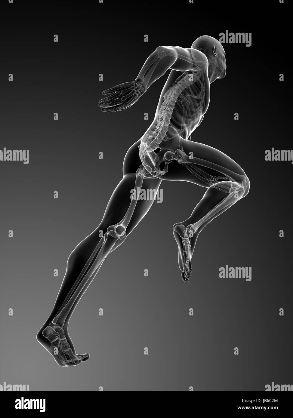 3d rendered illustration - runner anatomy Stock Photo - Alamy