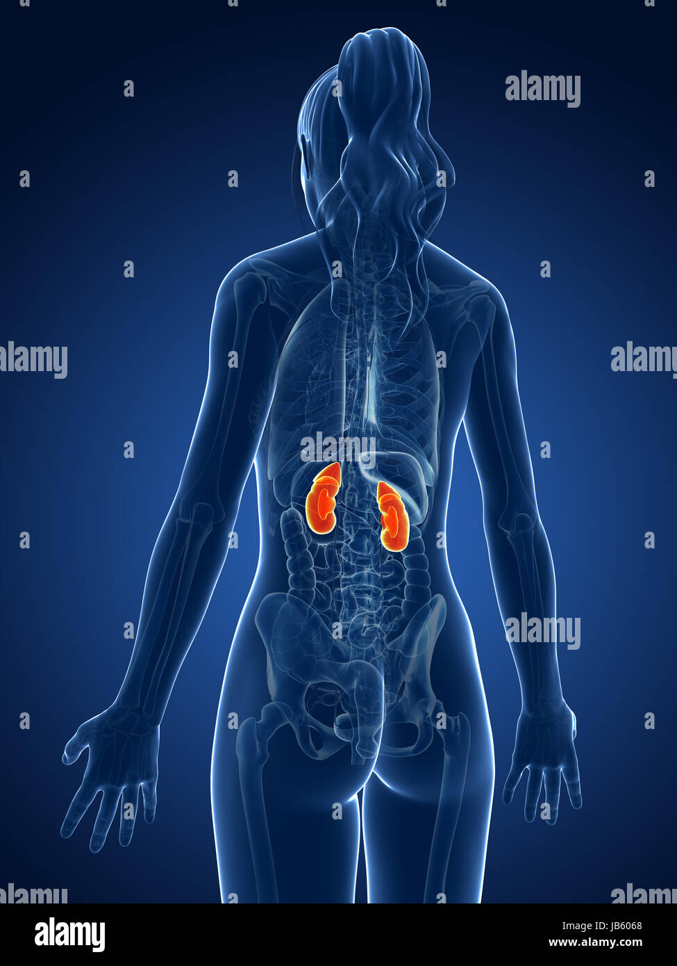 Female Kidneys Stock Photos & Female Kidneys Stock Images - Alamy
