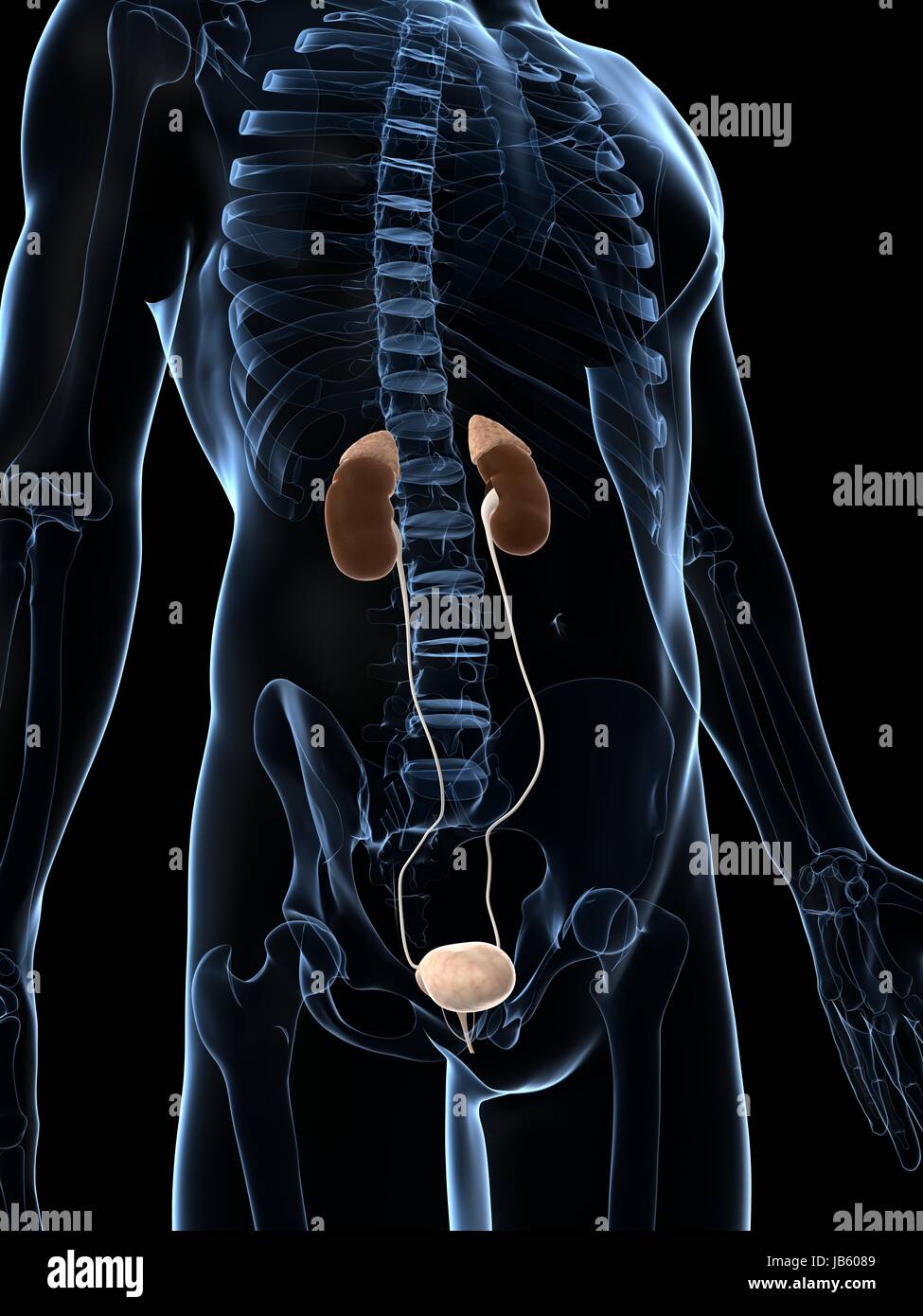 3d rendered illustration of the male kidneys Stock Photo - Alamy