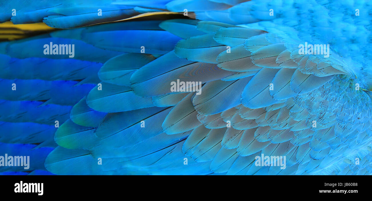 Parrot feathers yellow and blue exotic texture Stock Photo - Alamy