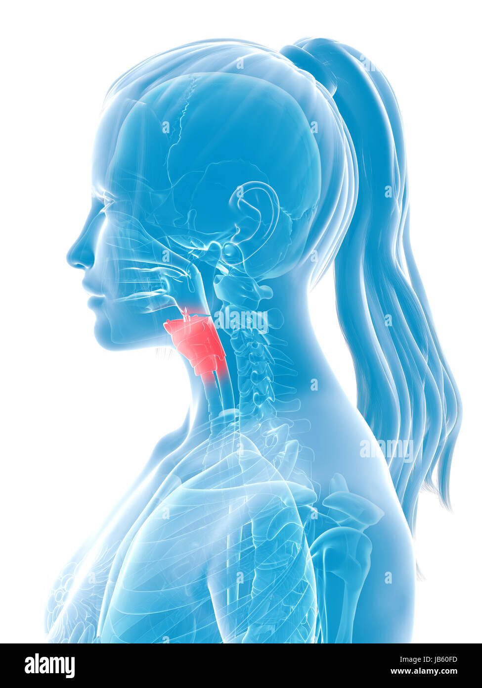 Larynx x ray hi-res stock photography and images - Alamy