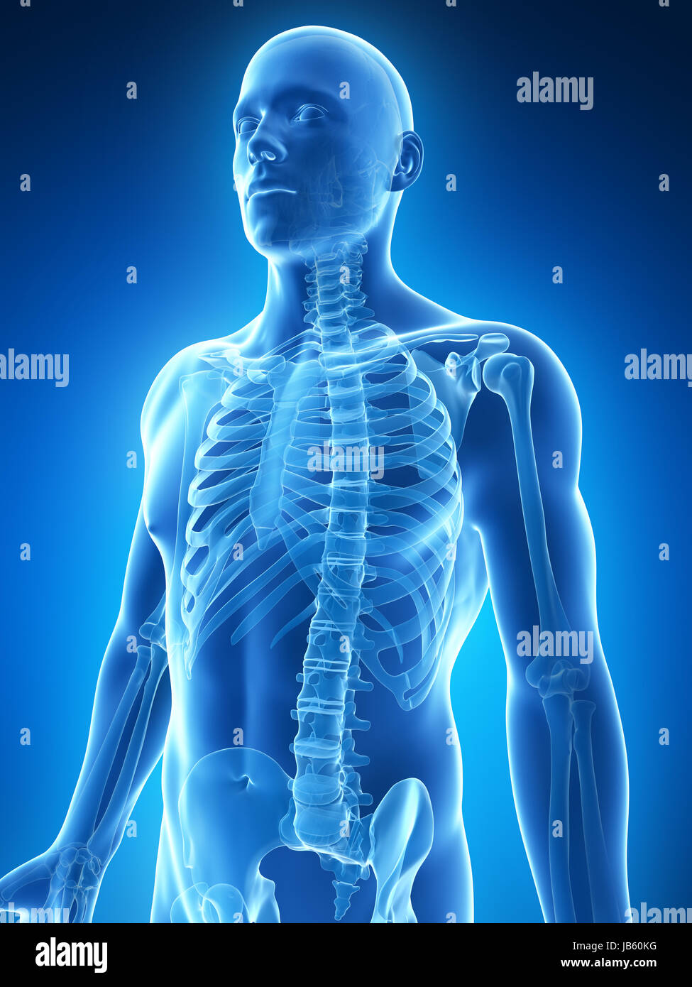 Male Chest Bones Stock Photos & Male Chest Bones Stock Images - Alamy