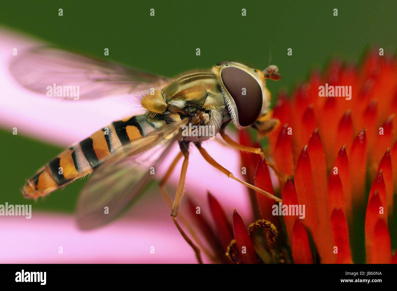 Insect shade hi-res stock photography and images - Alamy