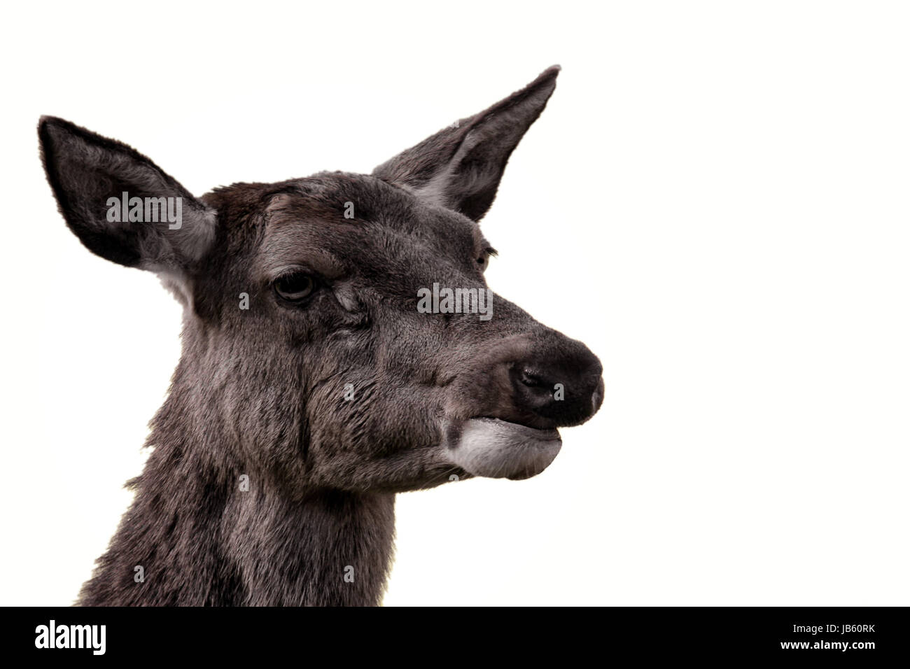 portrait of a doe Stock Photo - Alamy
