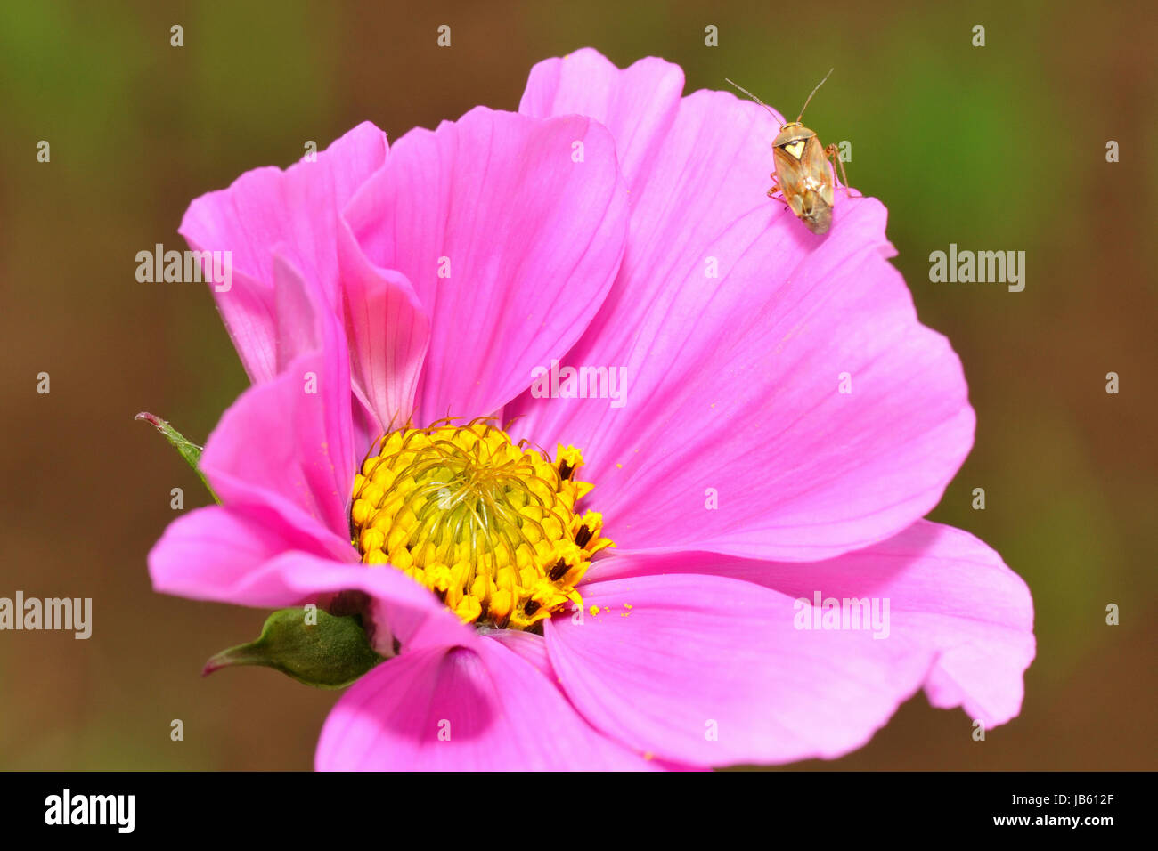 bug crawling on petal Stock Photo - Alamy