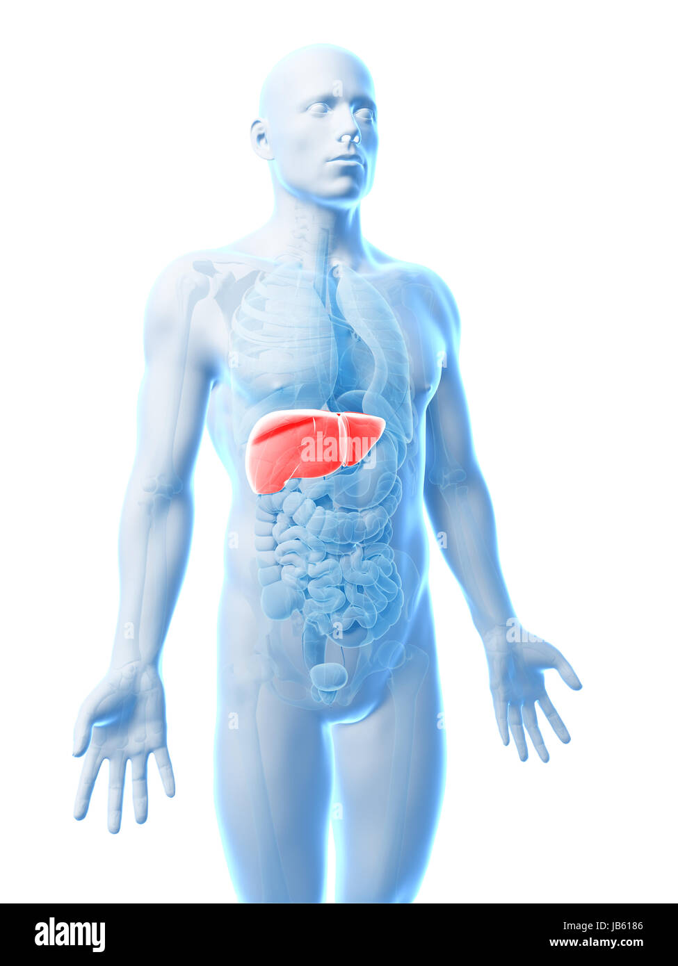 Inflamed liver hi-res stock photography and images - Alamy