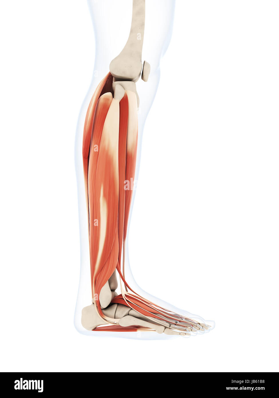 3d rendered illustration of the lower leg muscles Stock Photo - Alamy