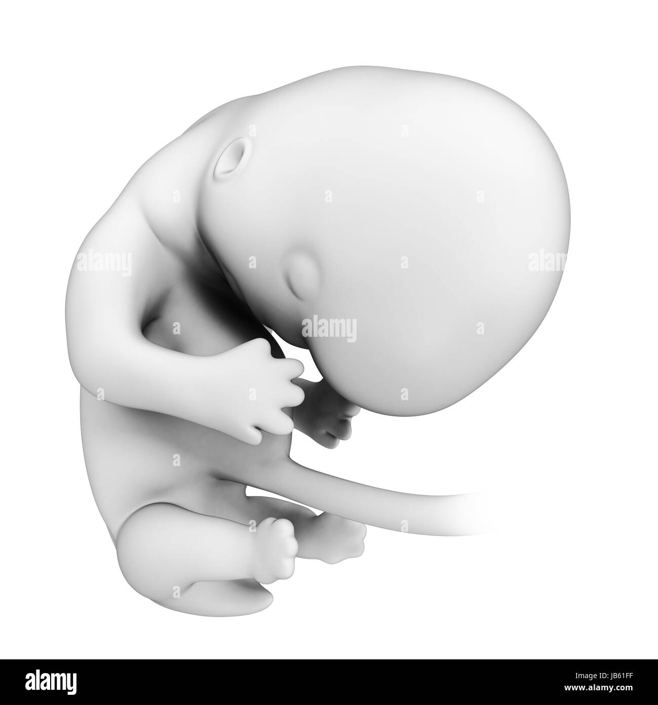 Fetal development 2 month Cut Out Stock Images & Pictures - Alamy