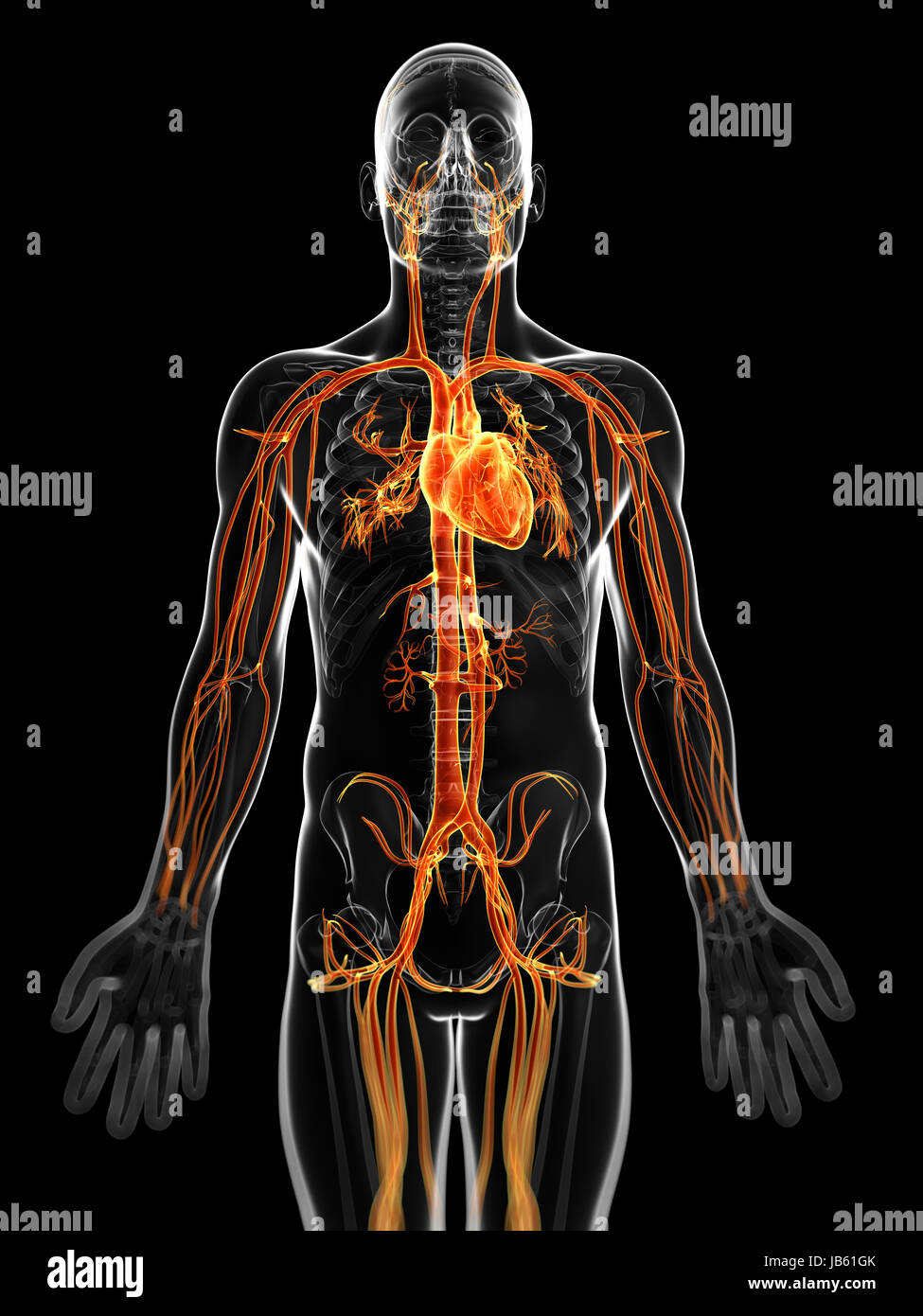 3d rendered illustration of the male vascular system Stock Photo - Alamy