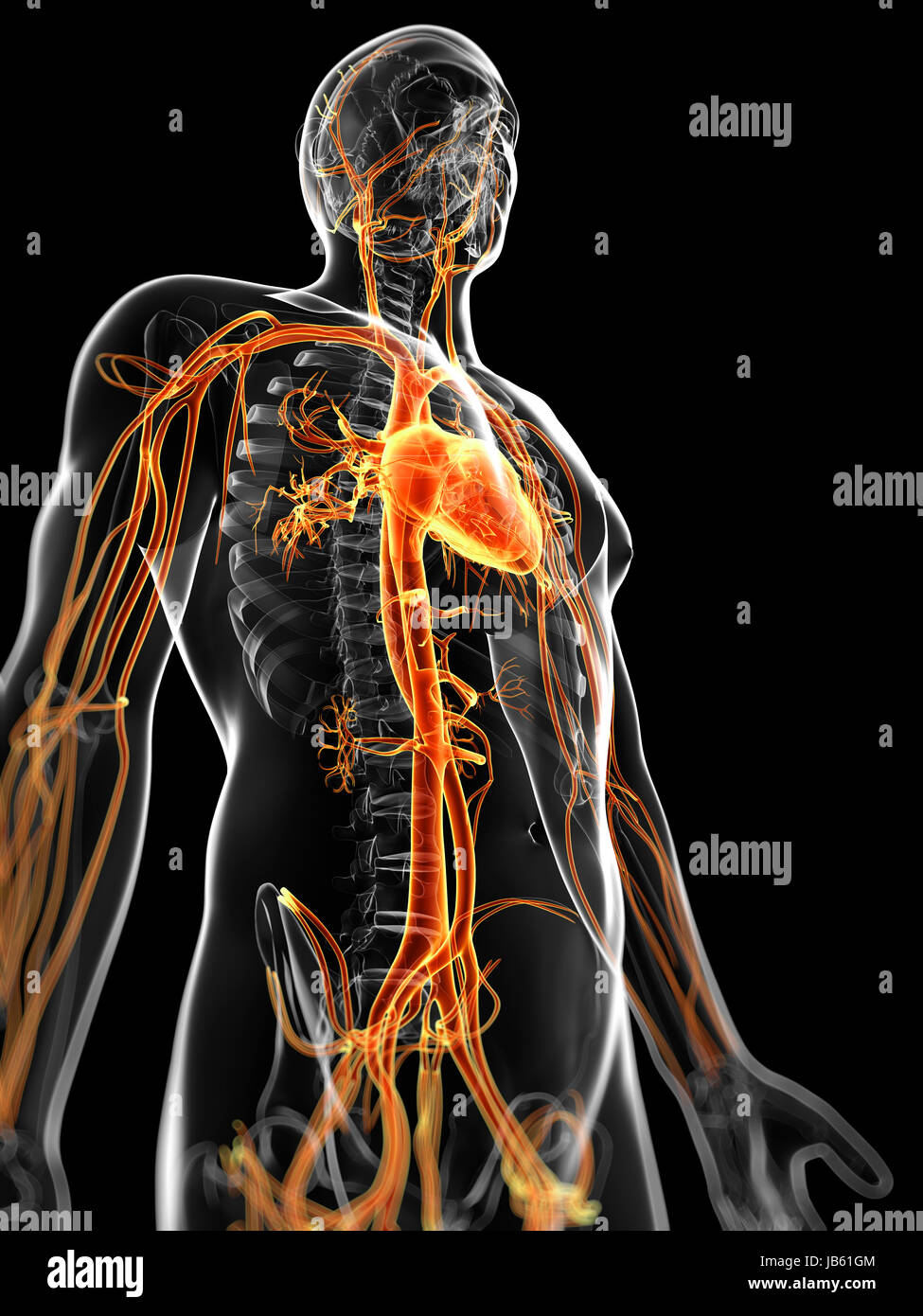 Man vascular system graphic hi-res stock photography and images - Alamy