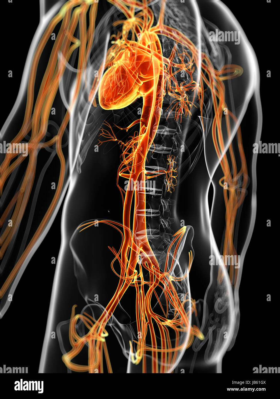 Man vascular system graphic hi-res stock photography and images - Alamy