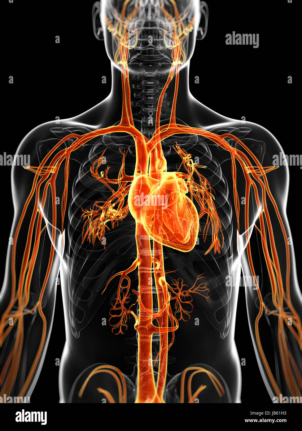 Man vascular system graphic hi-res stock photography and images - Alamy