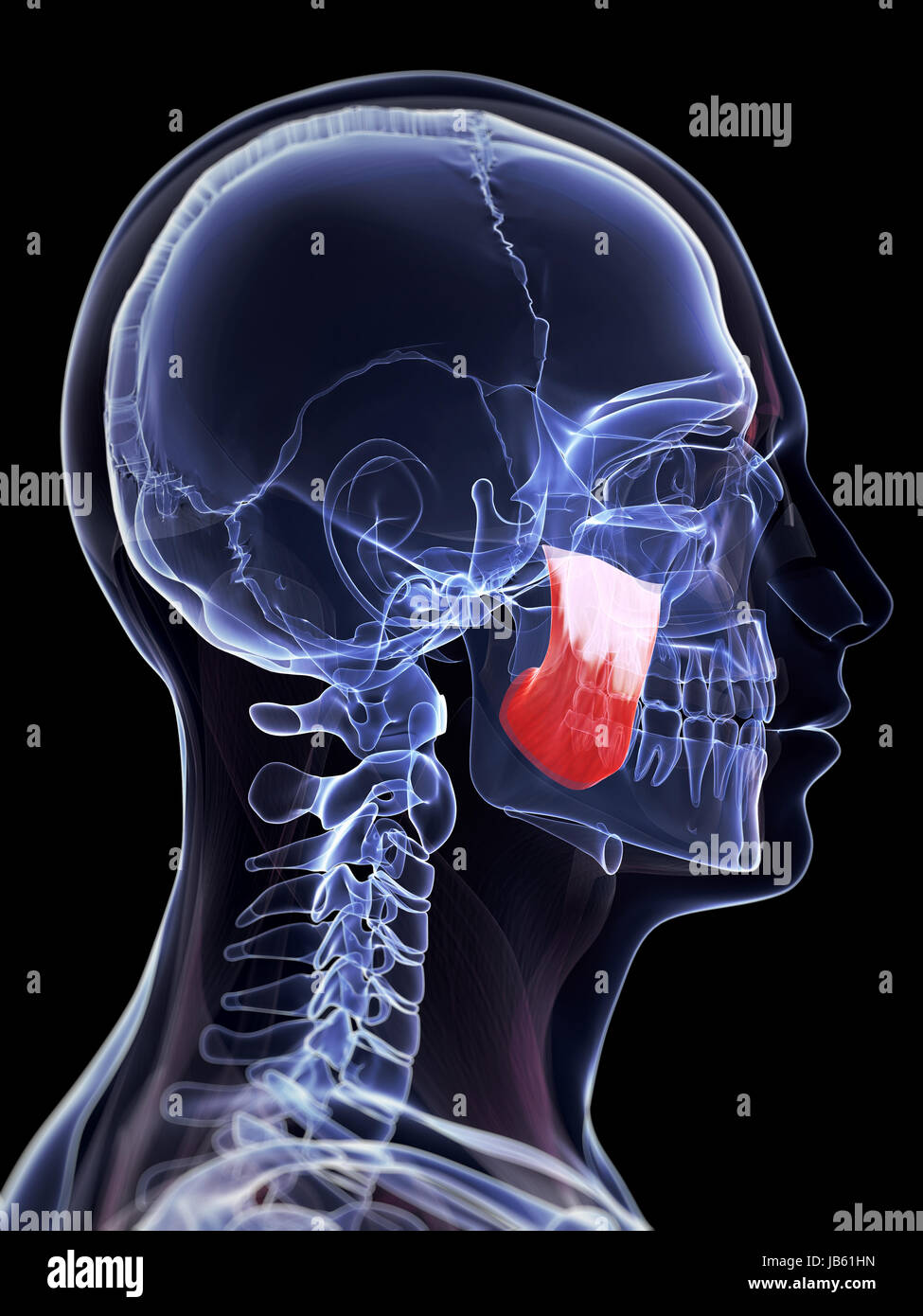 Superior masseter hi-res stock photography and images - Alamy