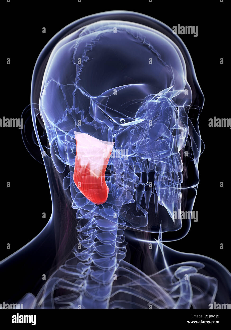 Masseter Muscle High Resolution Stock Photography and Images - Alamy