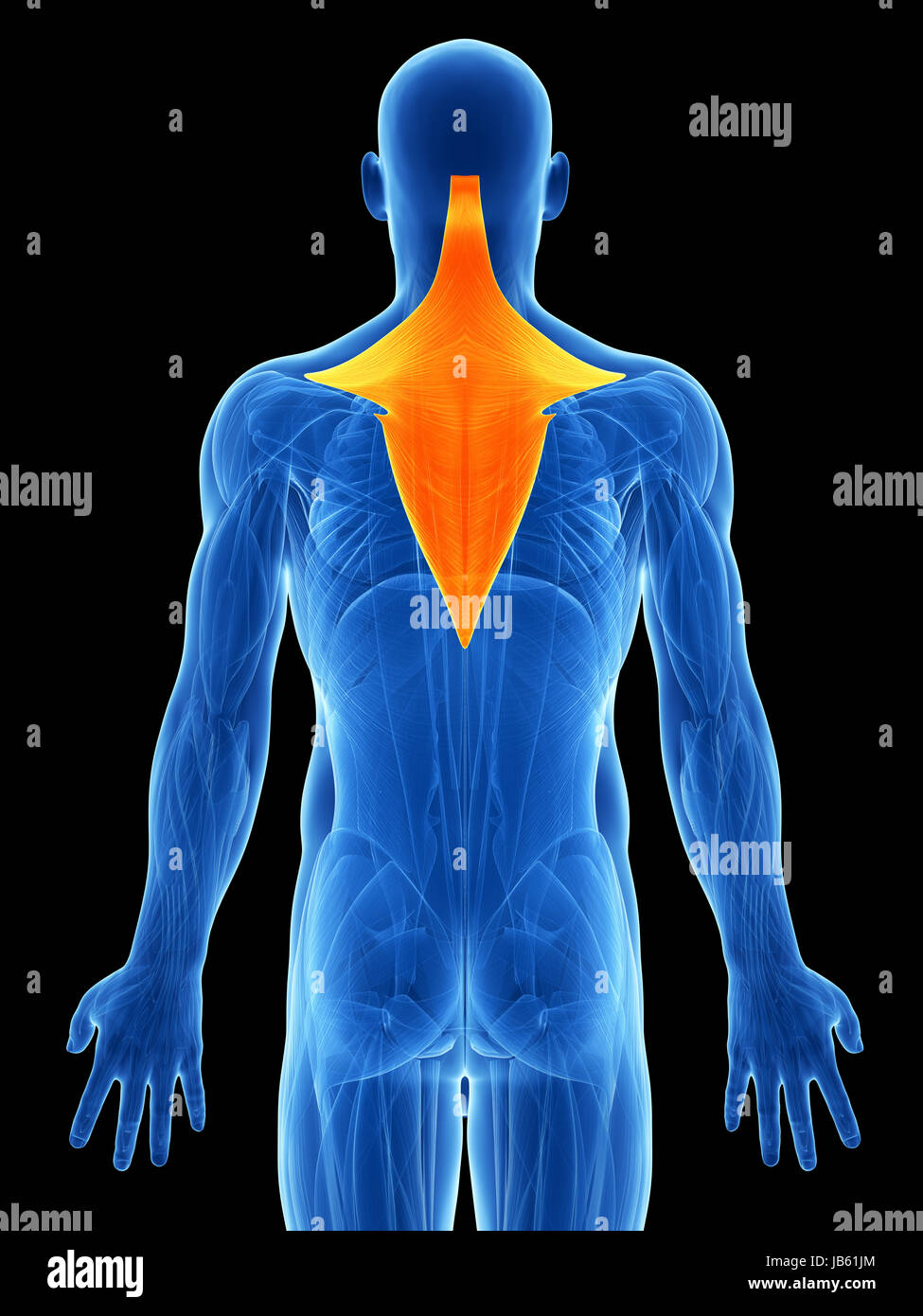 3d rendered illustration - trapezius Stock Photo - Alamy