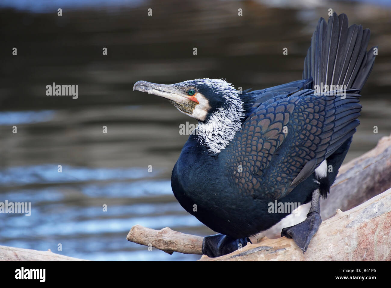Cormoran fisherman hi-res stock photography and images - Alamy