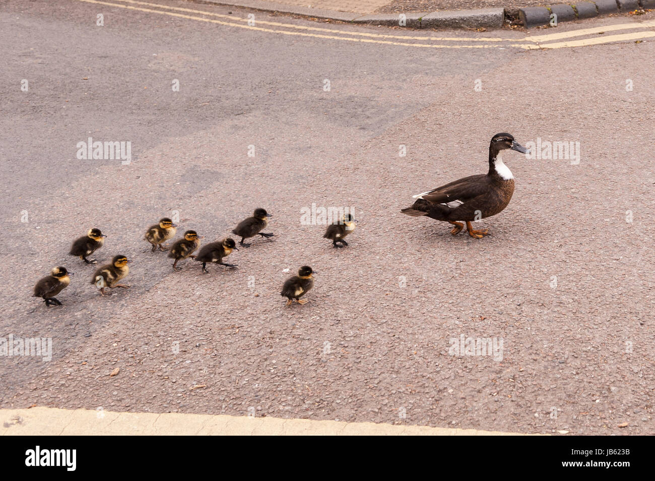 Ely duck hi-res stock photography and images - Alamy