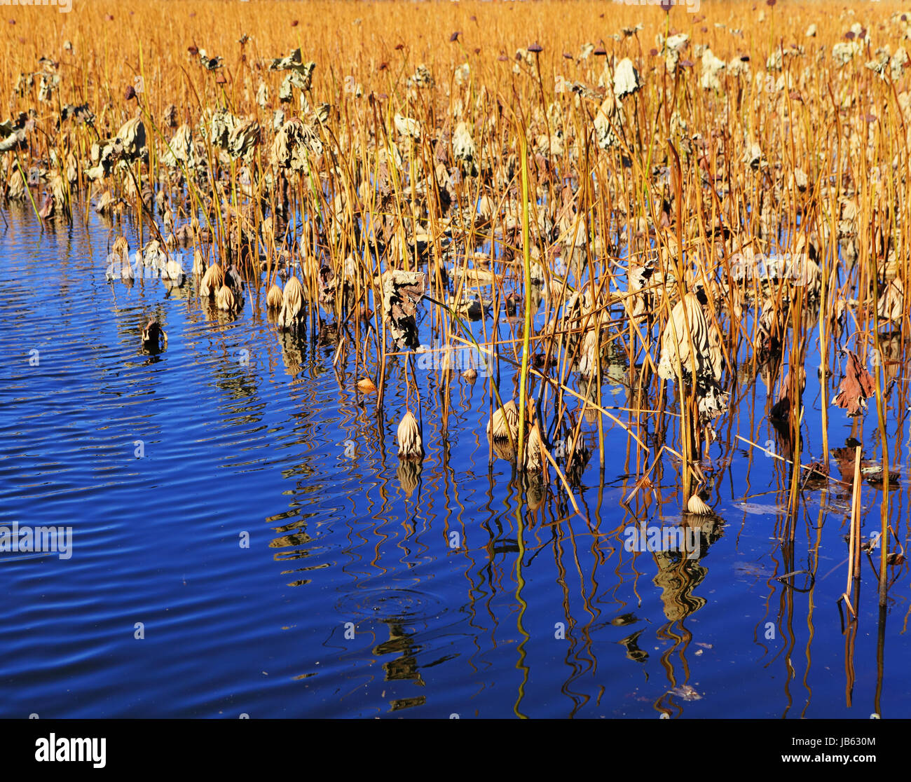 Dry lotus pond Stock Photo - Alamy
