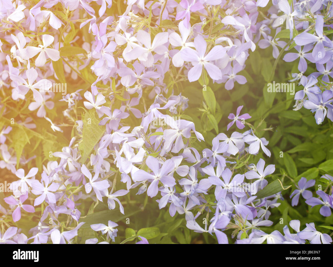 Purple tinted foliage hi-res stock photography and images - Alamy