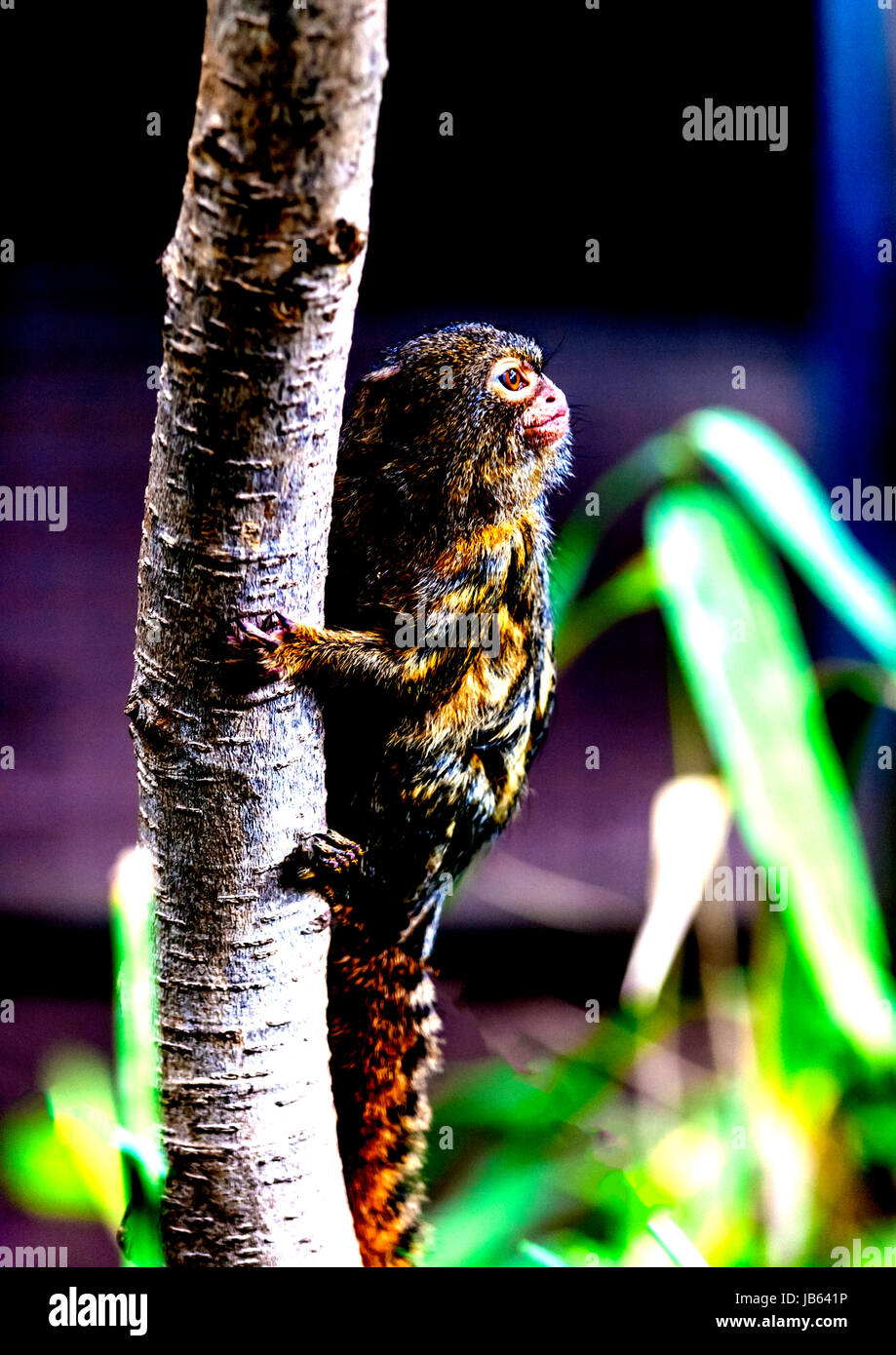 Pygmy Marmoset climbing tree at Mogo Zoo Stock Photo - Alamy