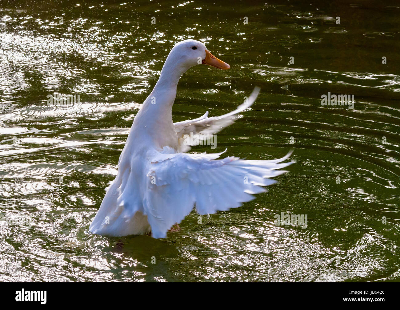 White duck makes a splash landing Stock Photo - Alamy