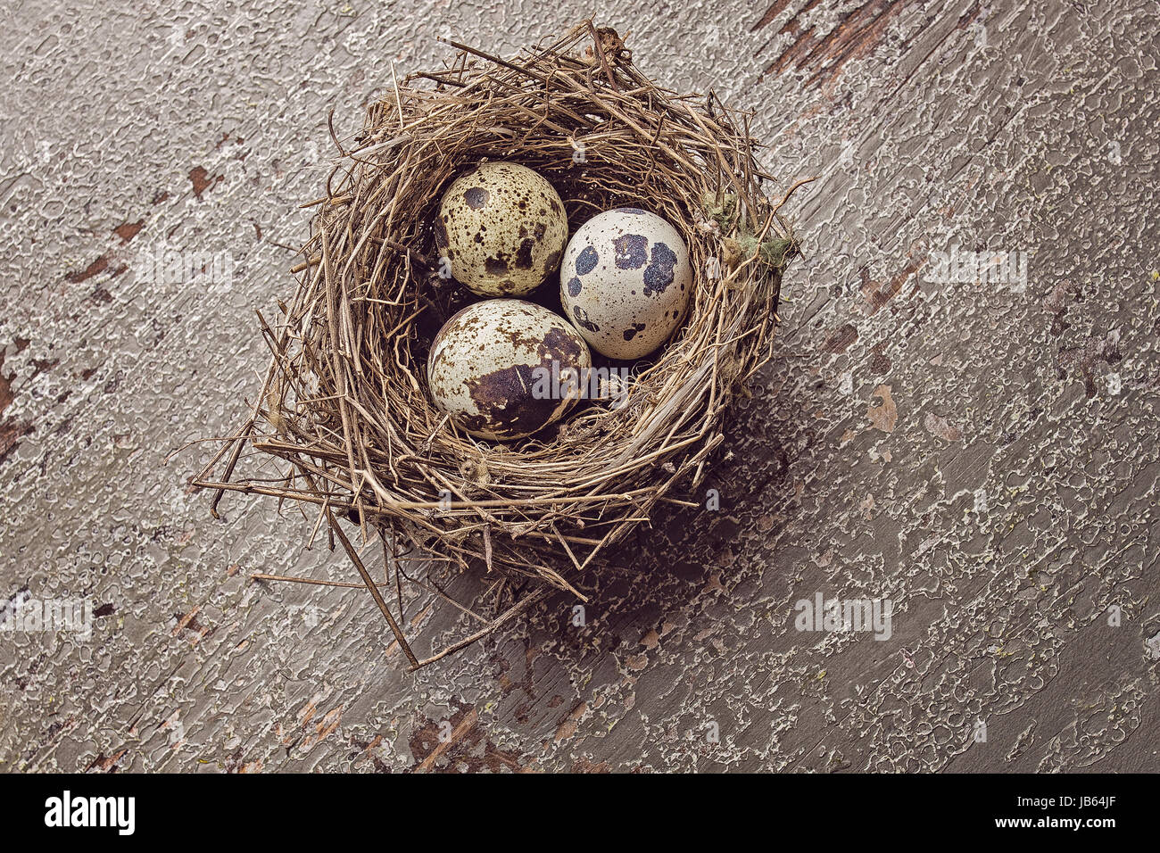 Quail eggs in nest Stock Photo - Alamy