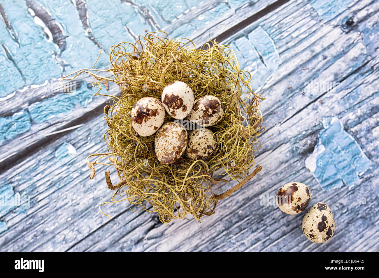 Quail eggs in nest Stock Photo - Alamy