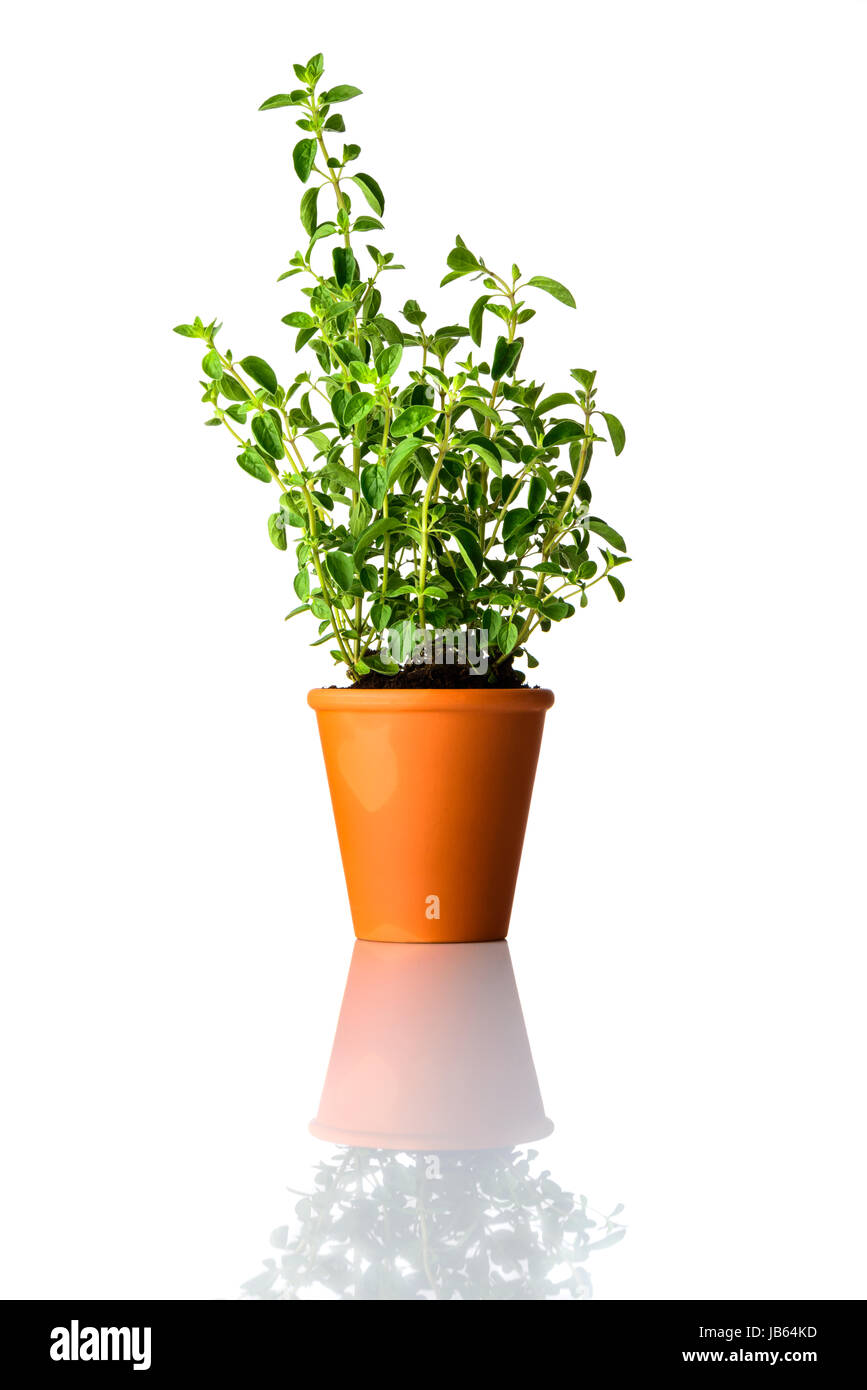 Oregano Plant Growing in Pot Isolated on White Background Stock Photo ...